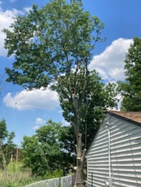NFC Tree Service - Akron, OH