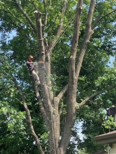 NFC Tree Service - Akron, OH