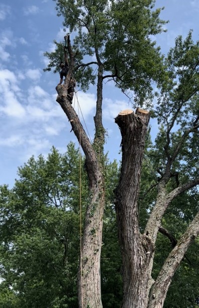 NFC Tree Service - Akron, OH