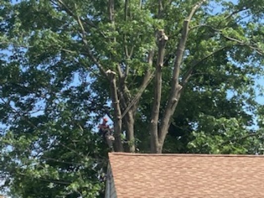 NFC Tree Service - Akron, OH
