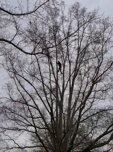 NFC Tree Service - Akron, OH